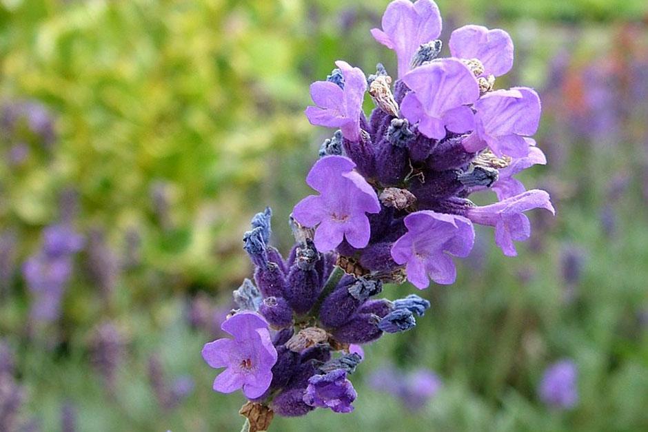 10 award-winning lavenders / RHS Gardening